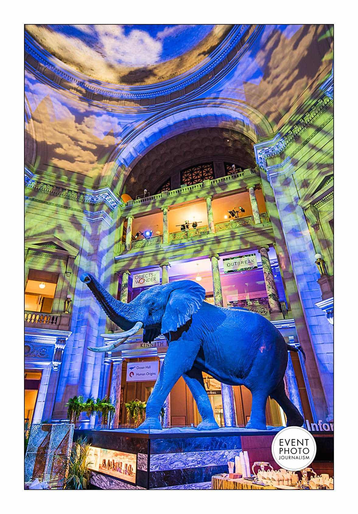 Washington-DC-Natural-History-Museum-Event-Photojournalism-event ...